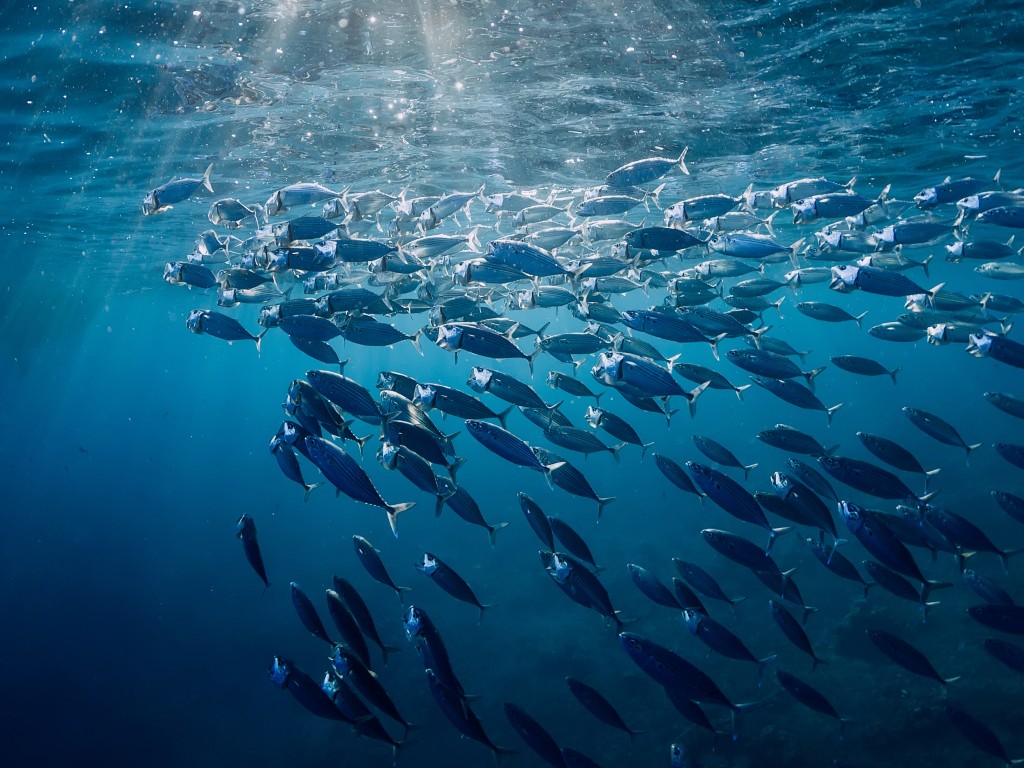 Local fish, global application: Creating and sharing best practices of careful marine site selection